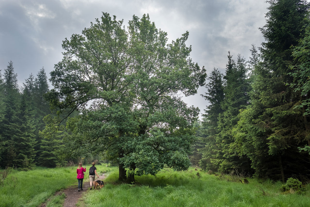 Où se promener en Hautes Fagnes avec son chien ? | Ardennes-étape Où se promener en Hautes Fagnes avec son chien ? | Ardennes-étape